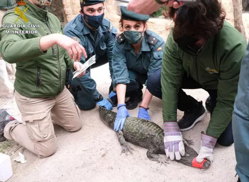 Tok hånd om alligator